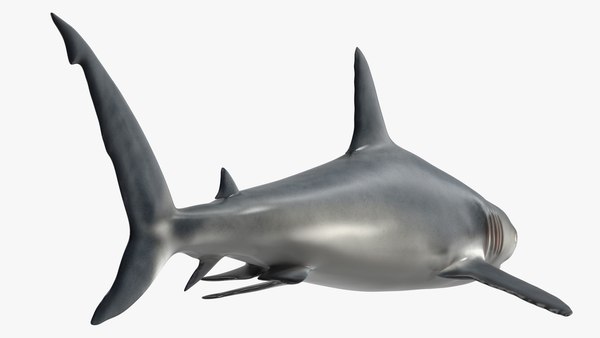 modelo 3d Tiburón de arrecife del Caribe aparejado - TurboSquid 2143062
