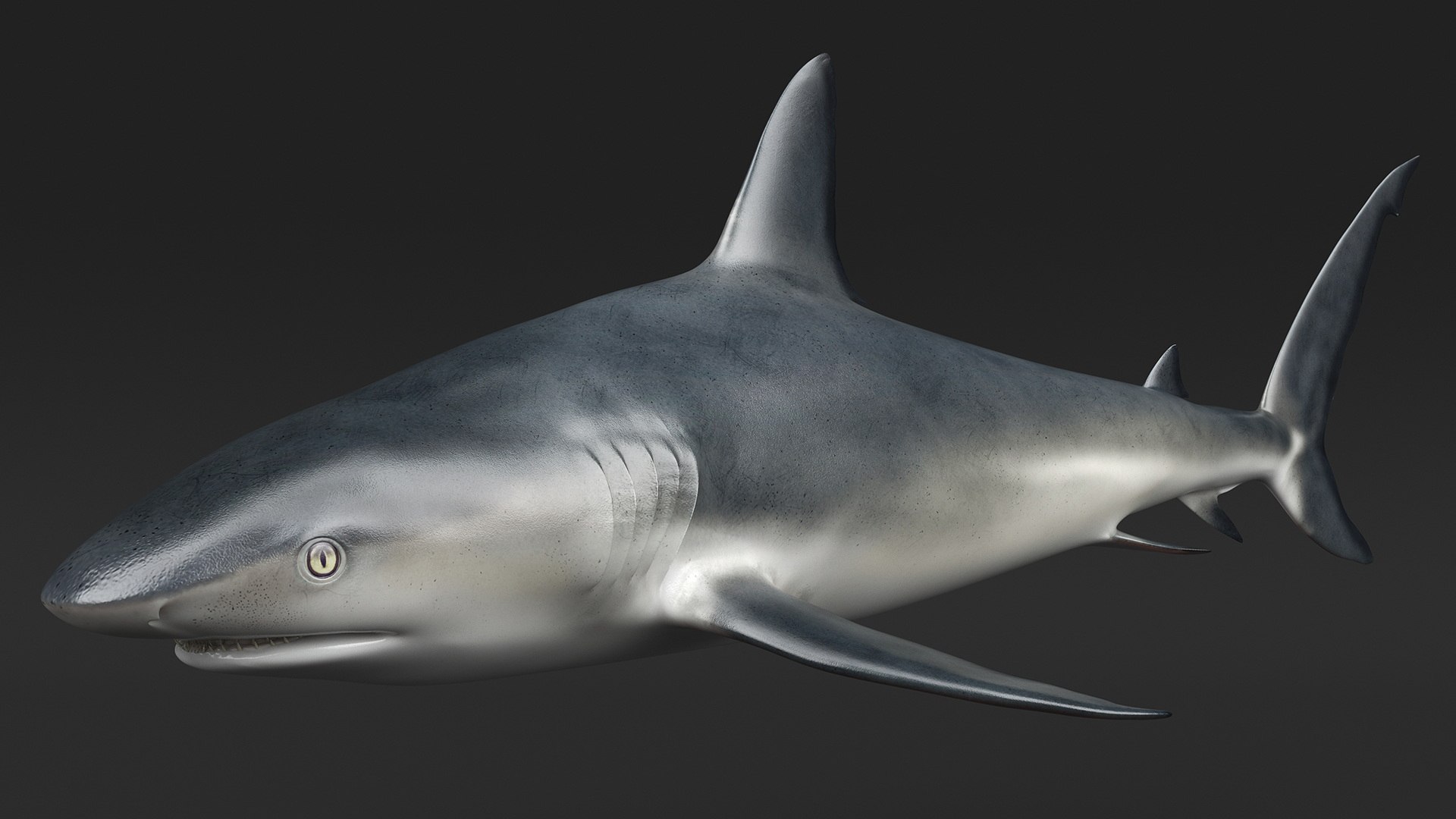 Caribbean Reef Shark Rigged 3D Model - TurboSquid 2143062
