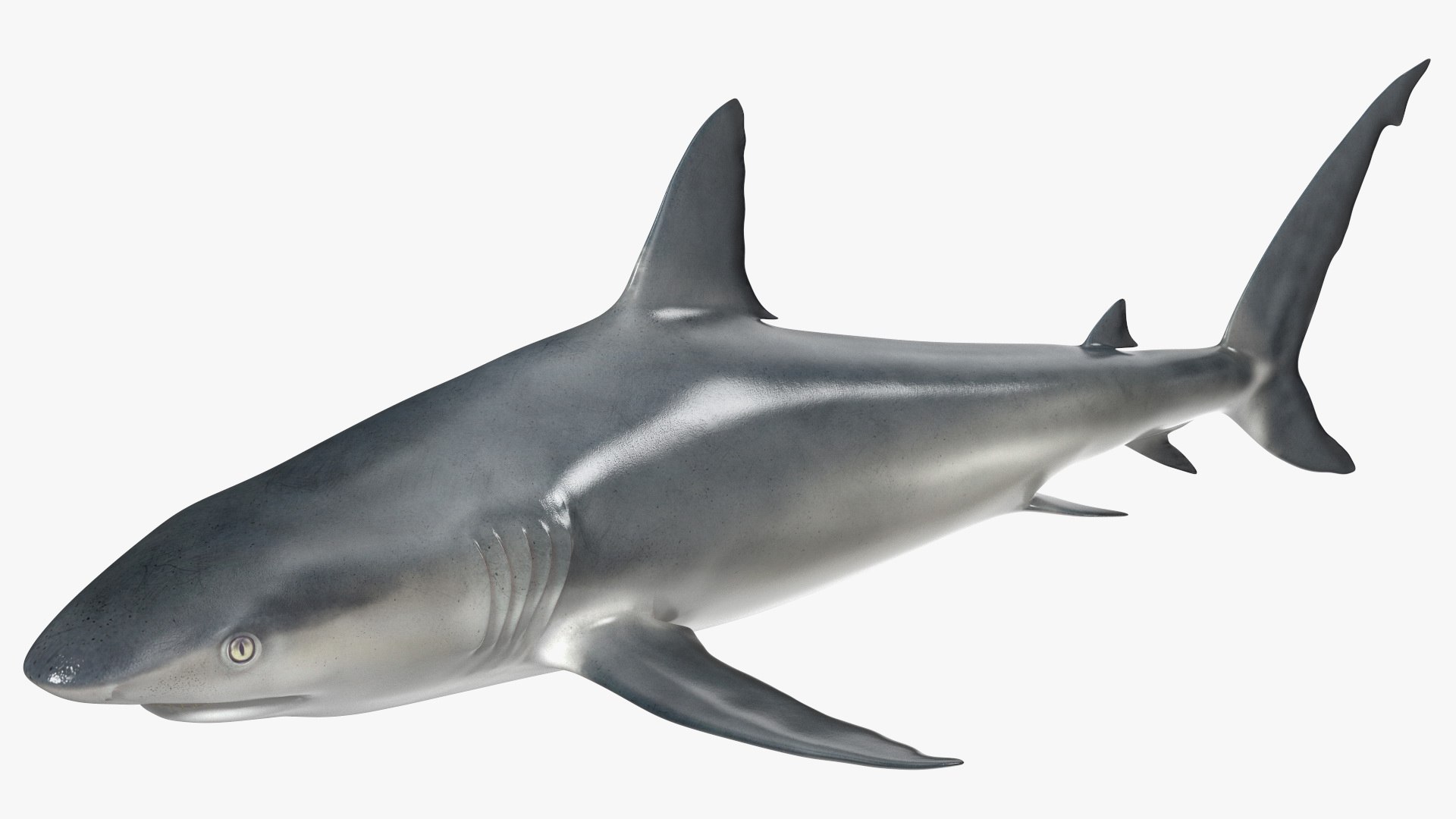 Caribbean Reef Shark Rigged 3D model - TurboSquid 2143062