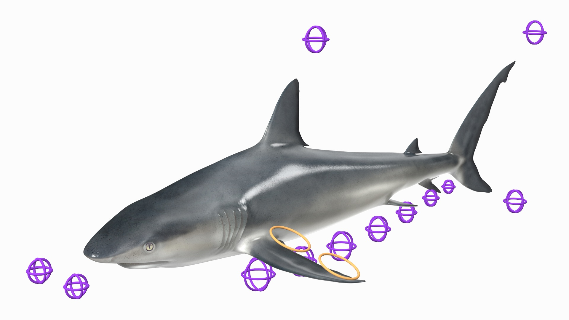 Caribbean Reef Shark Rigged 3D Model - TurboSquid 2143062
