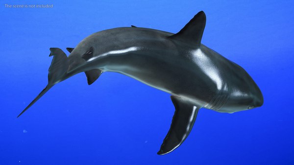 modelo 3d Tiburón de arrecife del Caribe aparejado - TurboSquid 2143062