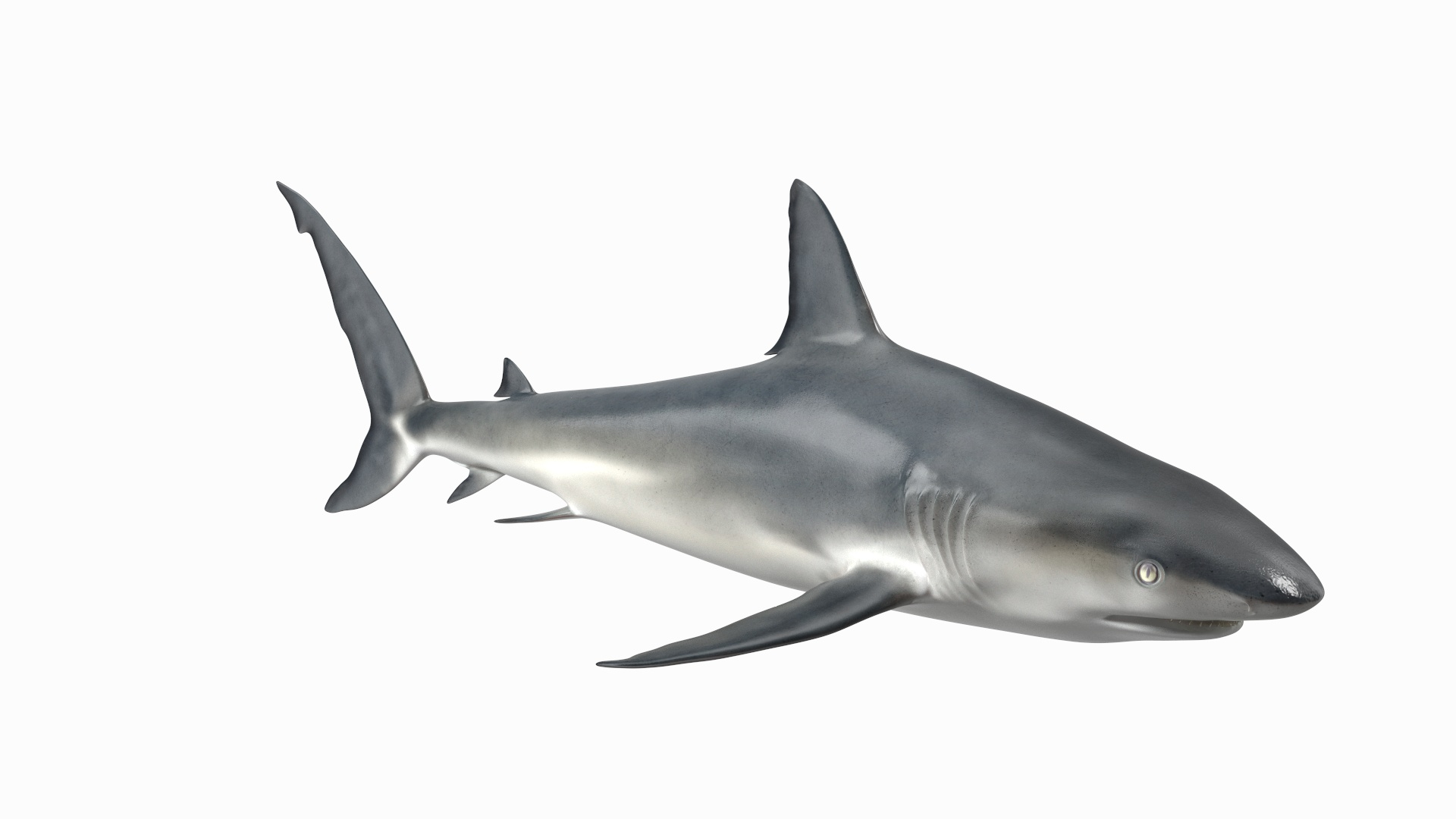 Caribbean Reef Shark Rigged 3D Model - TurboSquid 2143062
