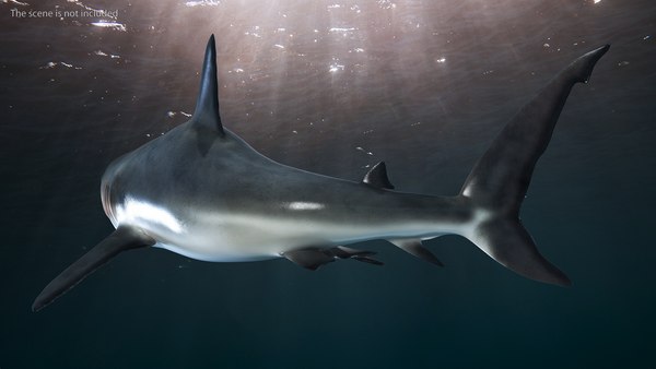 modelo 3d Tiburón de arrecife del Caribe aparejado - TurboSquid 2143062