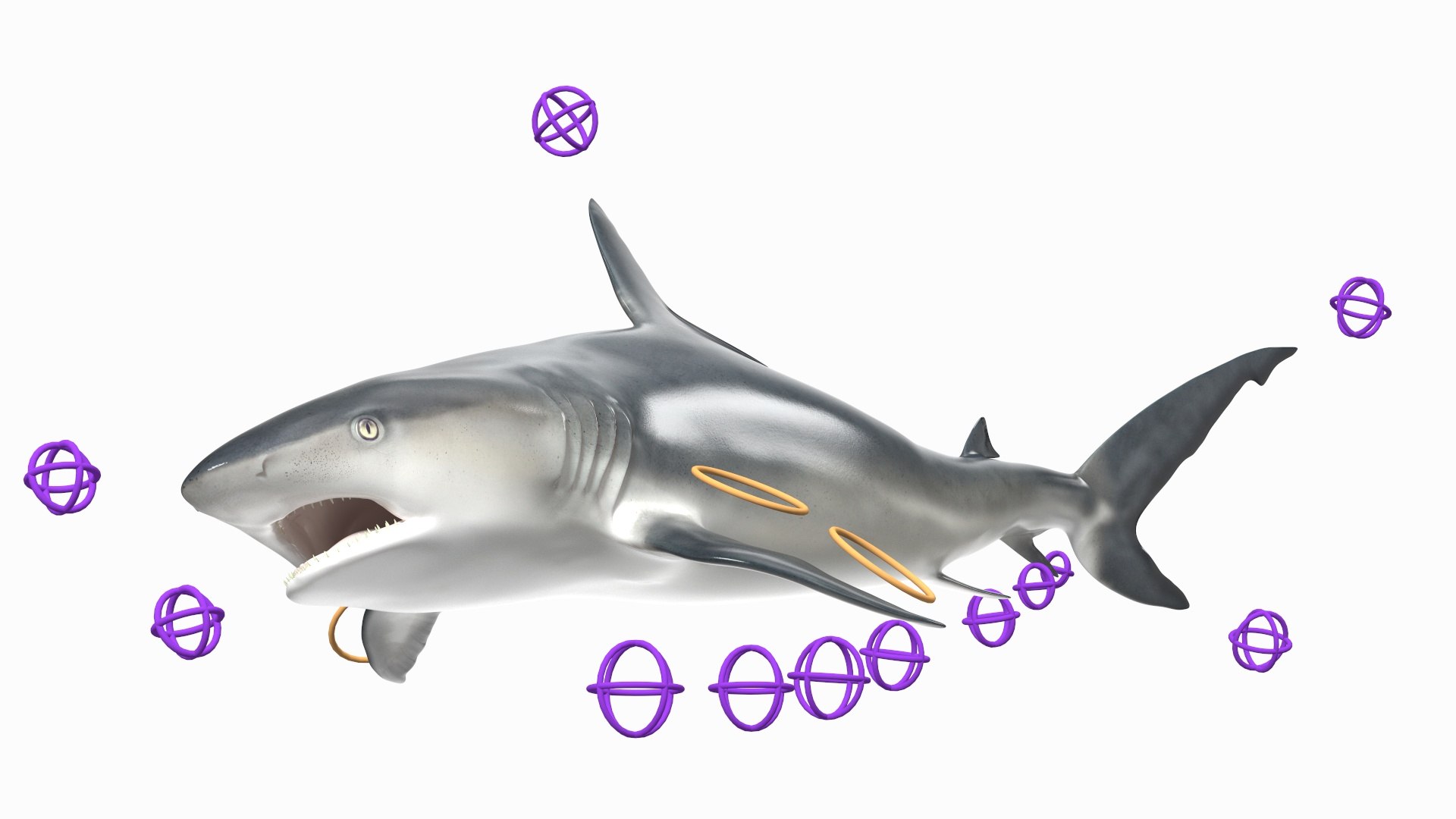 Caribbean Reef Shark Rigged 3D Model - TurboSquid 2143062