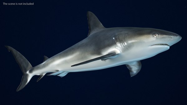 modelo 3d Tiburón de arrecife del Caribe aparejado - TurboSquid 2143062