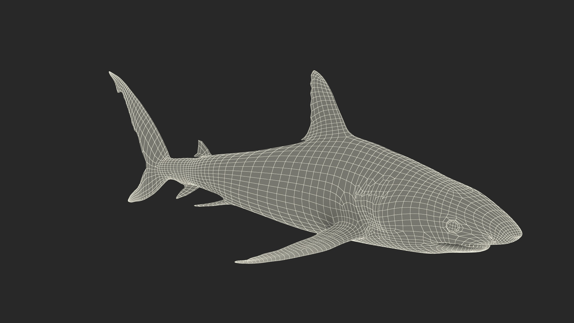 Caribbean Reef Shark Rigged 3D Model - TurboSquid 2143062
