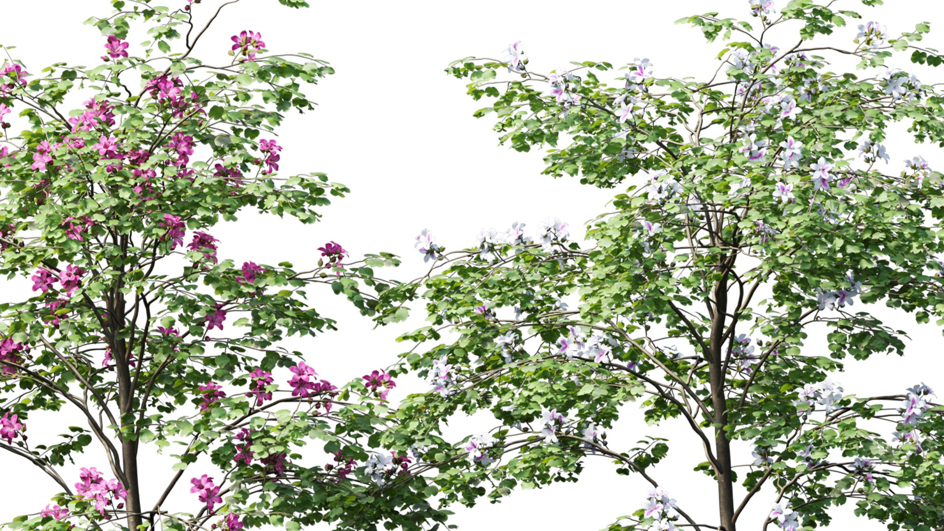 3D Bauhinia Variegata Model - TurboSquid 1792700