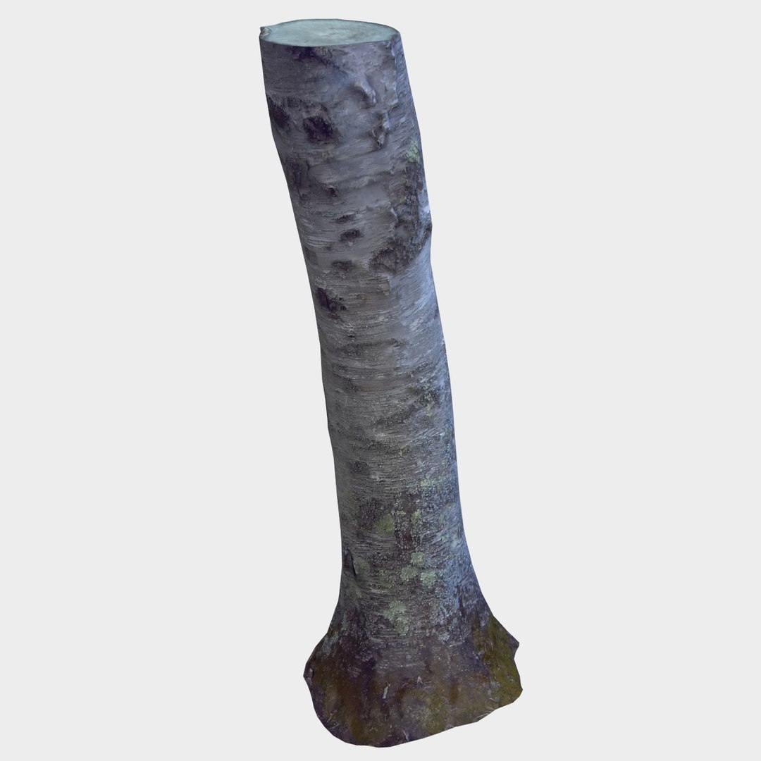 Birch Tree Stump 3D Model - TurboSquid 1291251