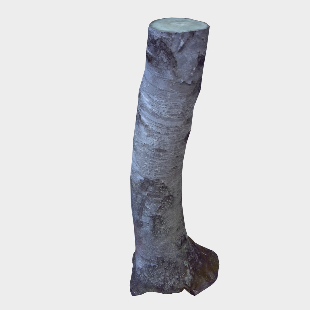 Birch Tree Stump 3D Model - TurboSquid 1291251