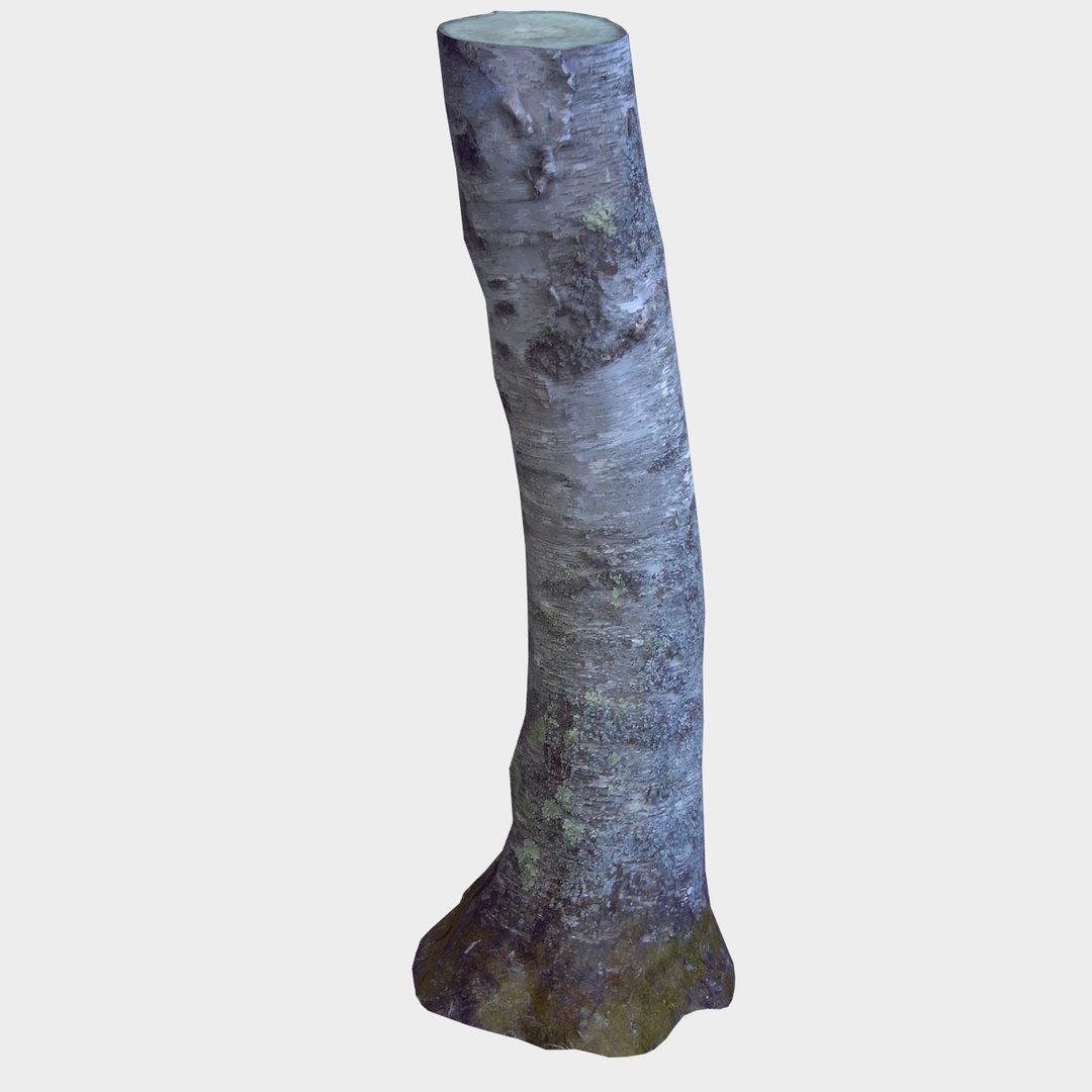 Birch Tree Stump 3D Model - TurboSquid 1291251