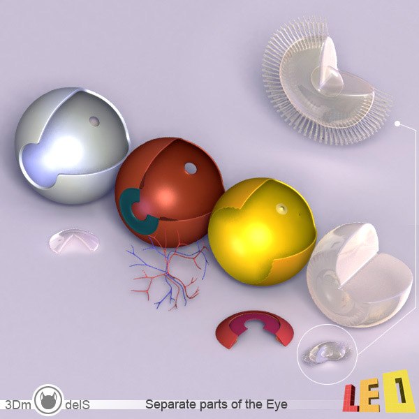 3d female head anatomy eye