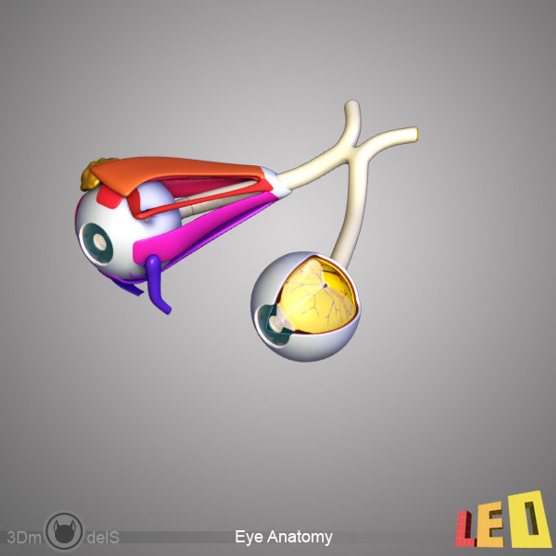 3d female head anatomy eye
