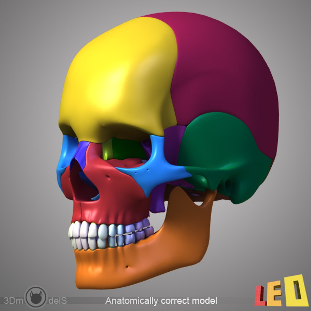 3d Female Head Anatomy Eye
