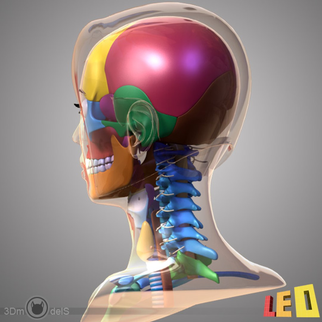 3d Female Head Anatomy Eye