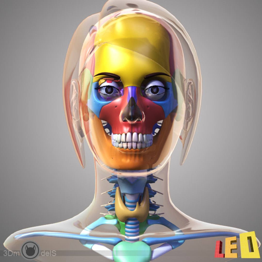 3d Female Head Anatomy Eye