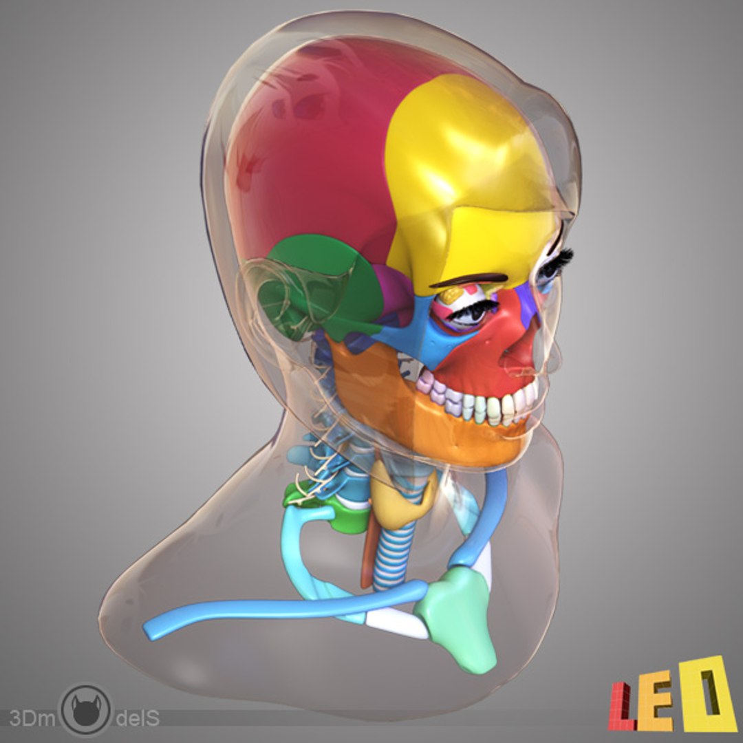 3d Female Head Anatomy Eye