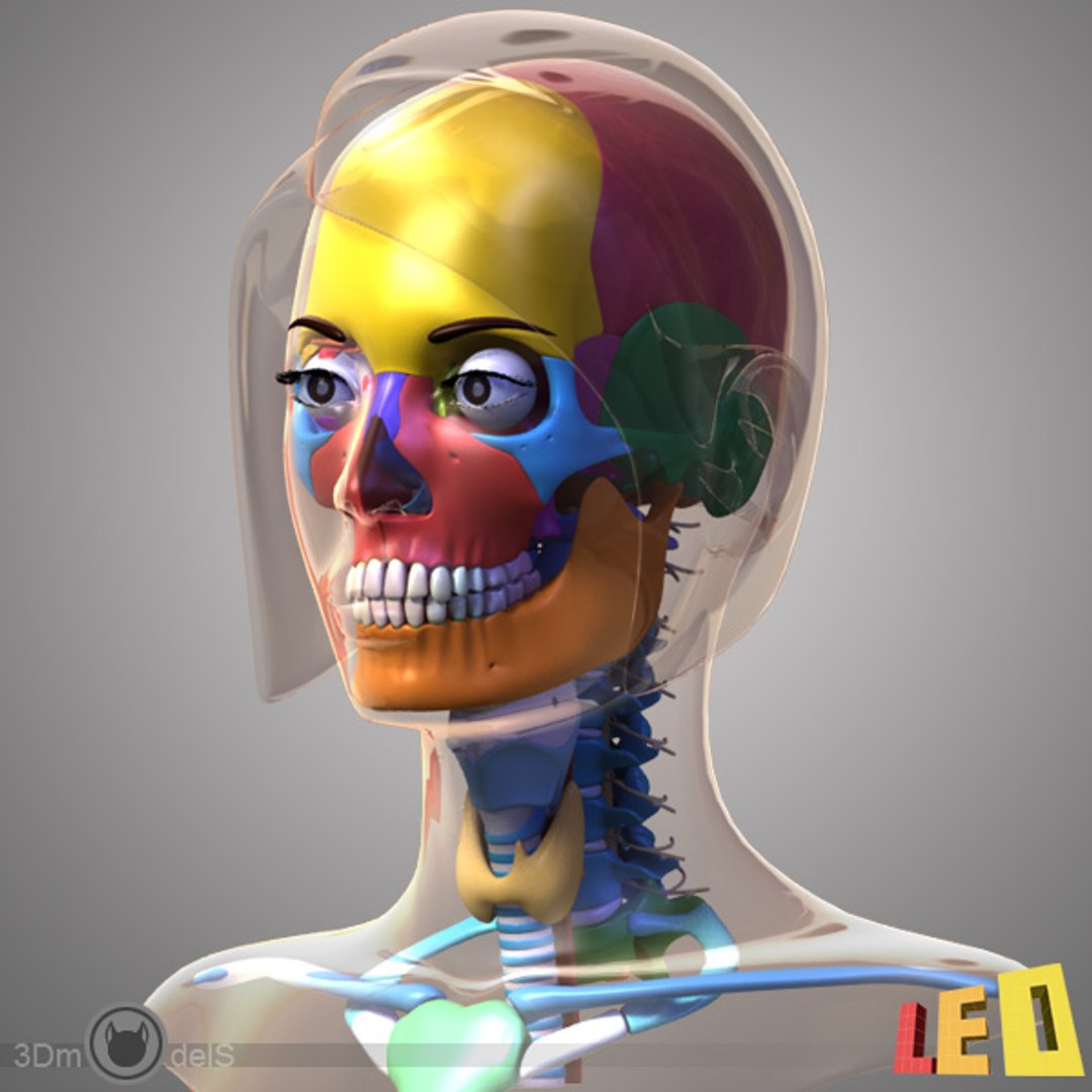 3d Female Head Anatomy Eye