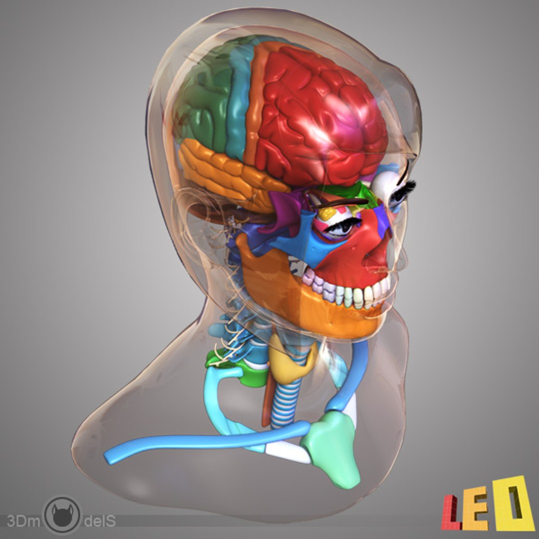 3d Female Head Anatomy Eye