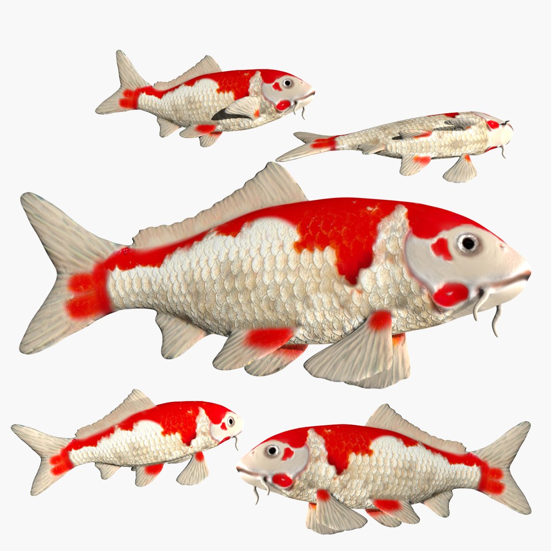 Fully rigged low poly Koi fish 3D model - TurboSquid 1756856