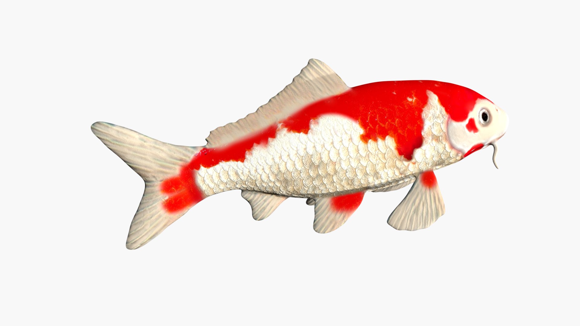 Fully Rigged Low Poly Koi Fish 3D Model - TurboSquid 1756856