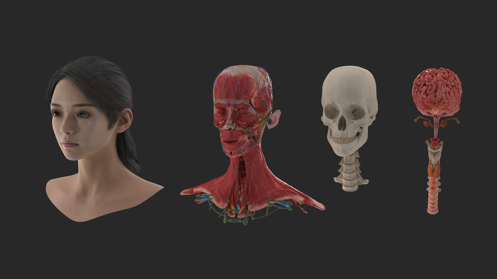 asian skull structure