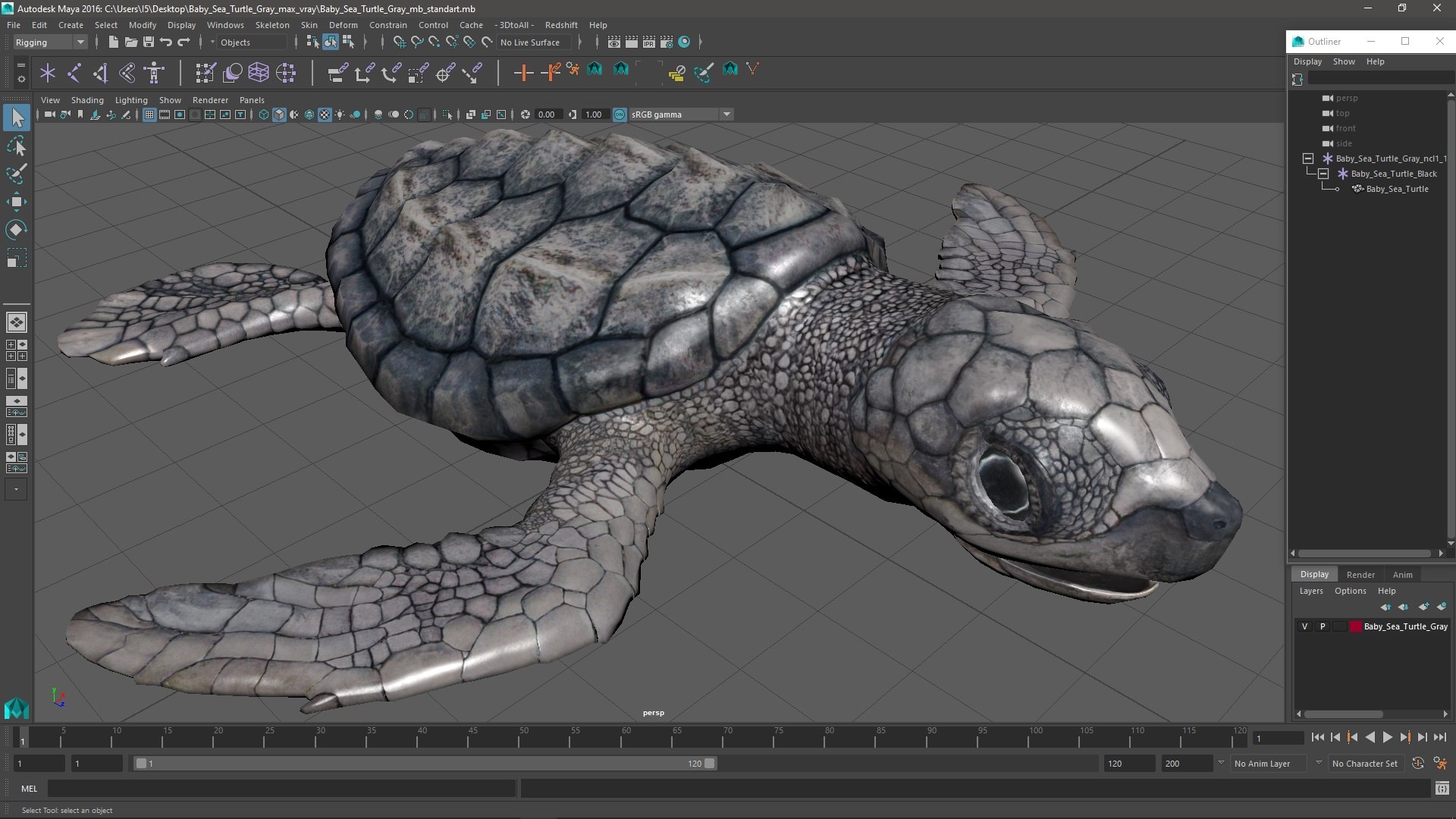 Baby Sea Turtle Gray 3D Model - TurboSquid 2202038