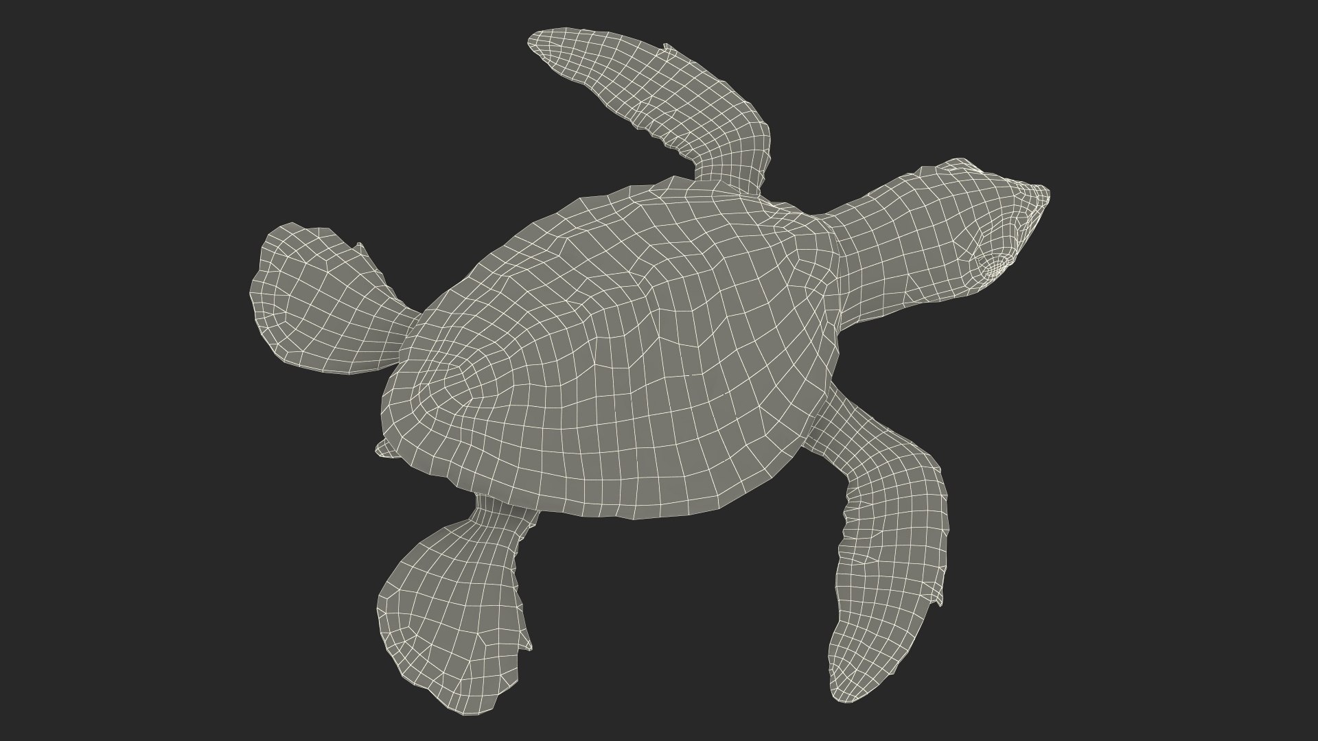 Baby Sea Turtle Gray 3D Model - TurboSquid 2202038