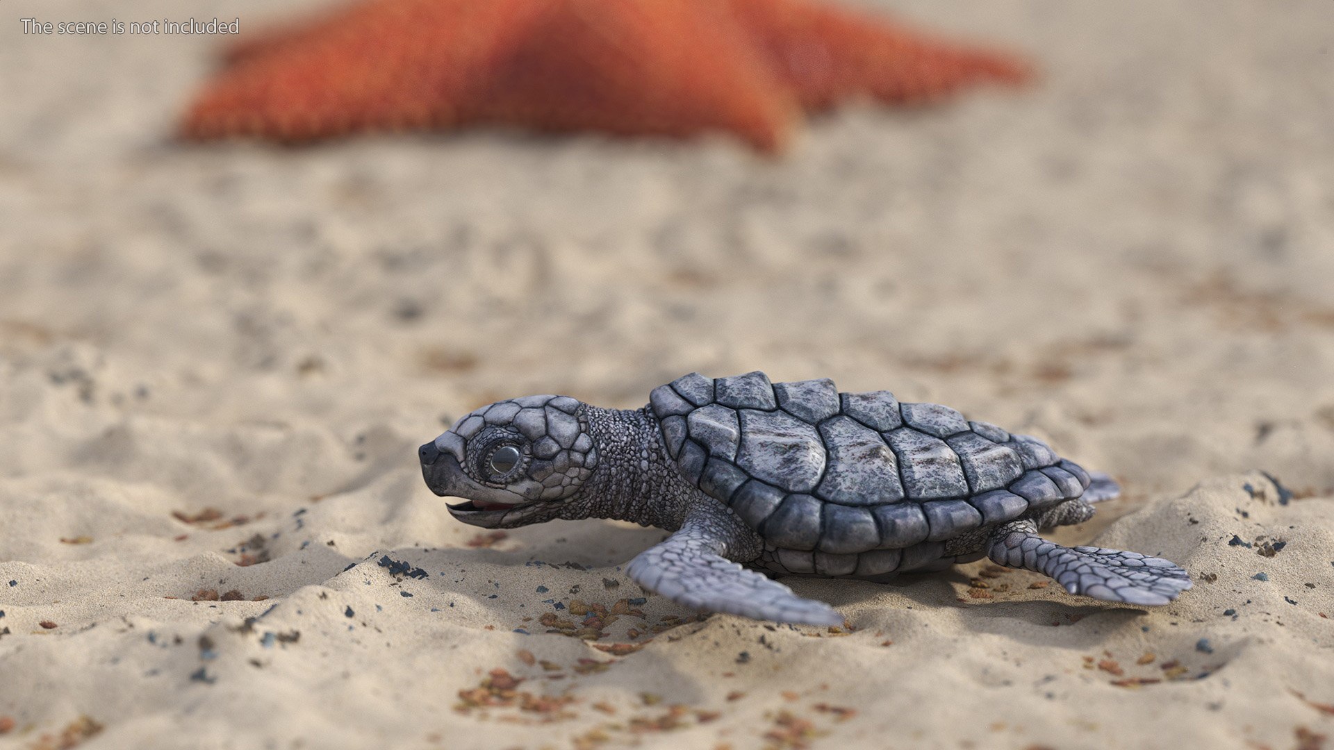 Baby Sea Turtle Gray 3D Model - TurboSquid 2202038