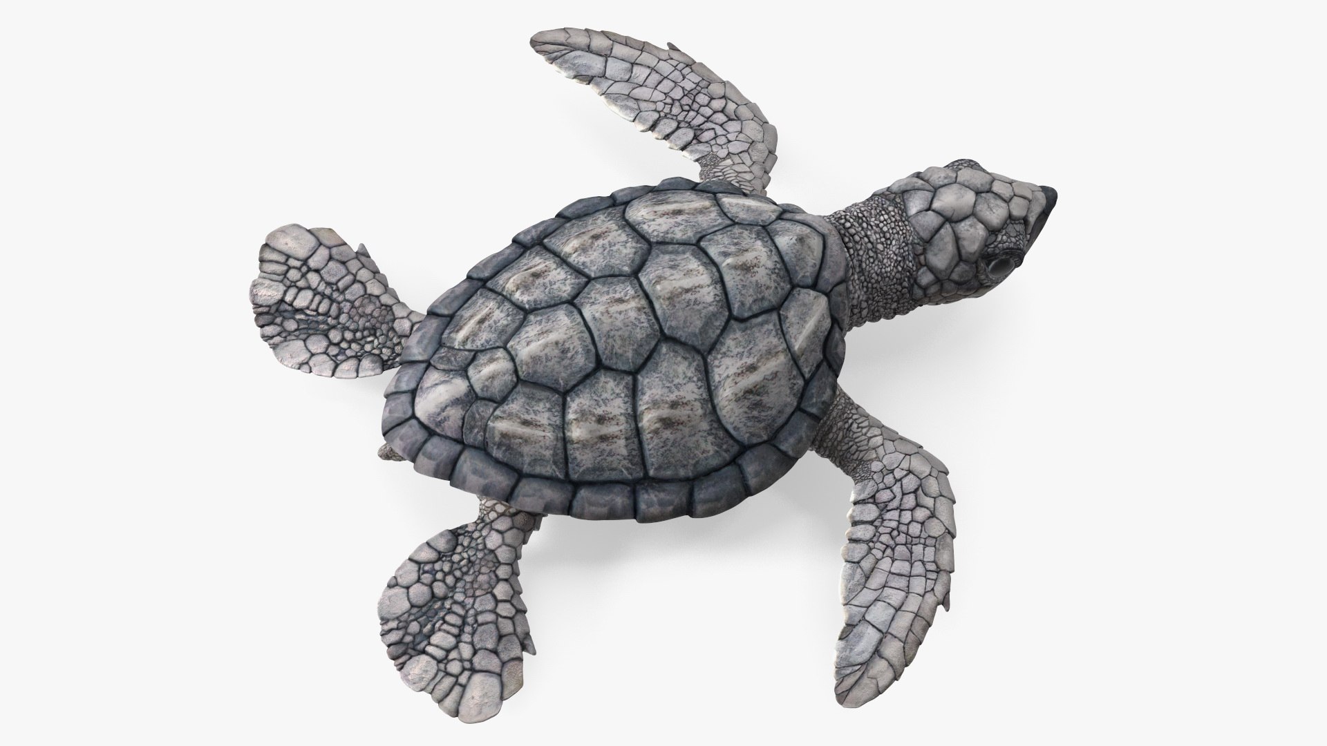 Baby Sea Turtle Gray 3D Model - TurboSquid 2202038