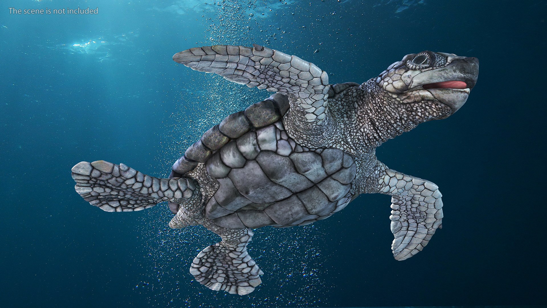 Baby Sea Turtle Gray 3D Model - TurboSquid 2202038