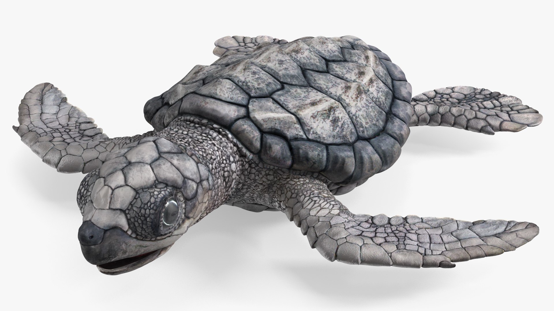 Baby Sea Turtle Gray 3D Model - TurboSquid 2202038