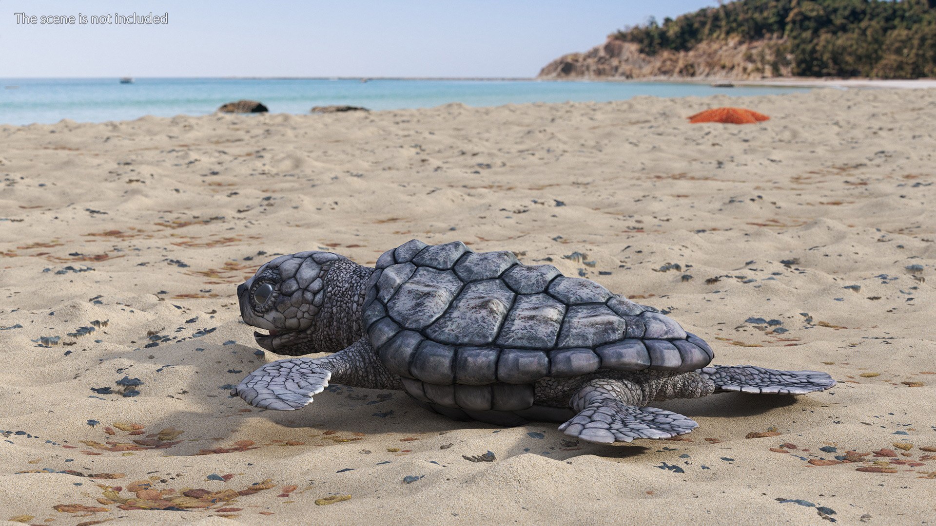 Baby Sea Turtle Gray 3D Model - TurboSquid 2202038