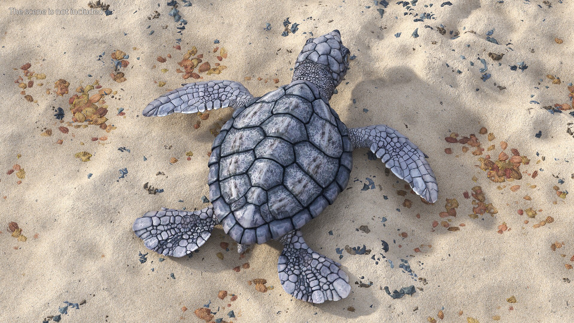 Baby Sea Turtle Gray 3D Model - TurboSquid 2202038