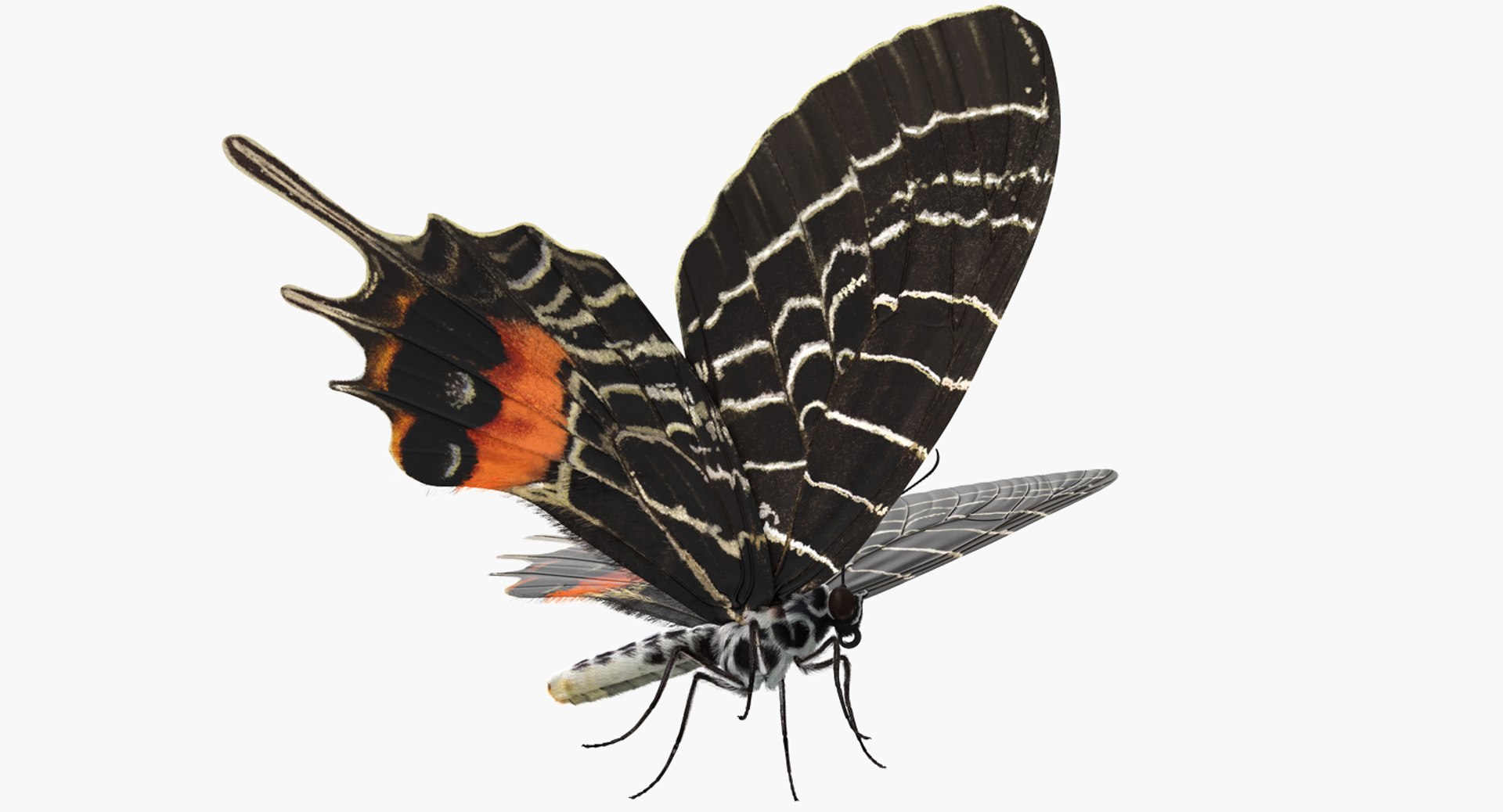 Bhutan glory swallowtail butterfly 3D model - TurboSquid 1171681
