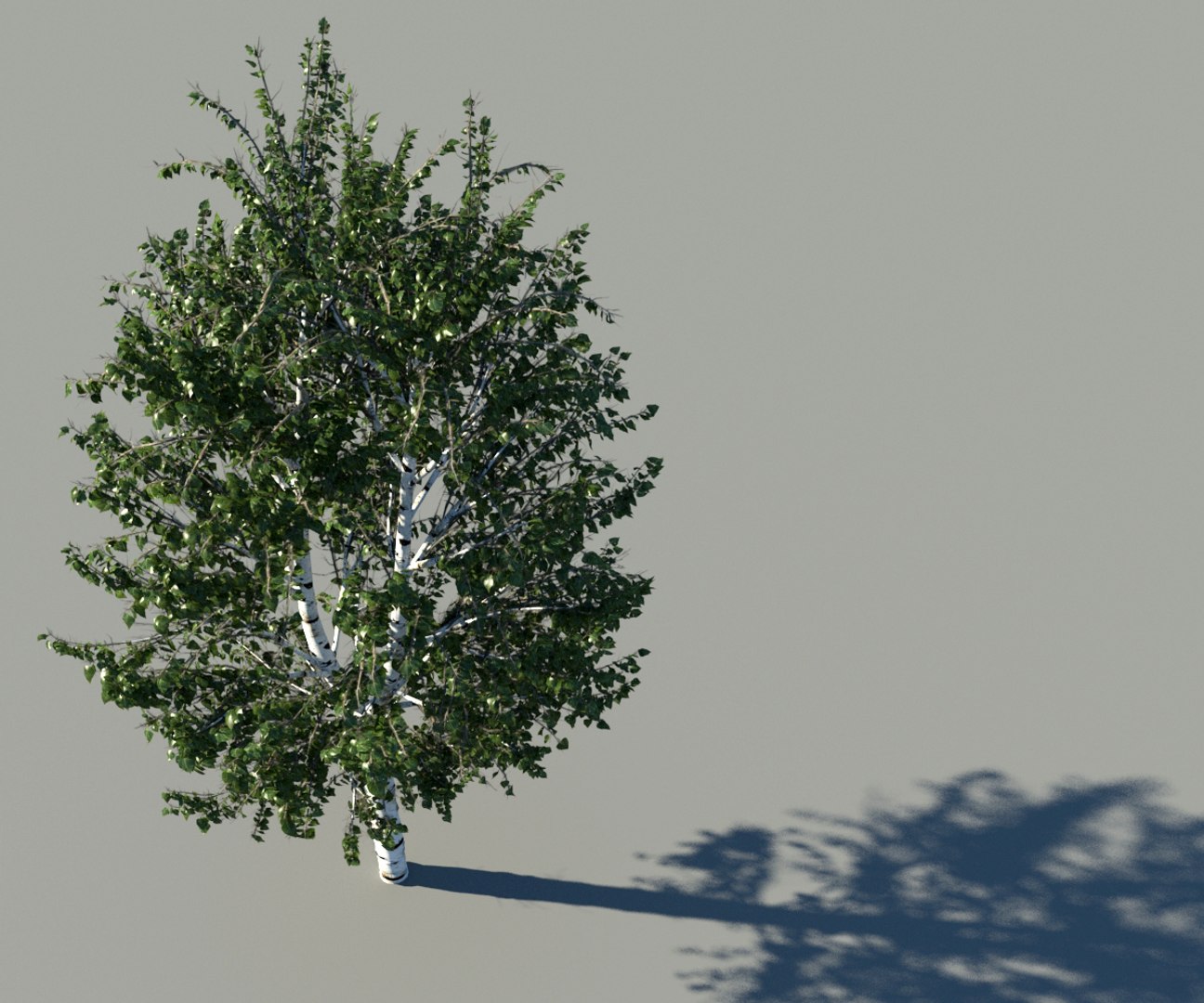 Birch Tree Animation Wind Max