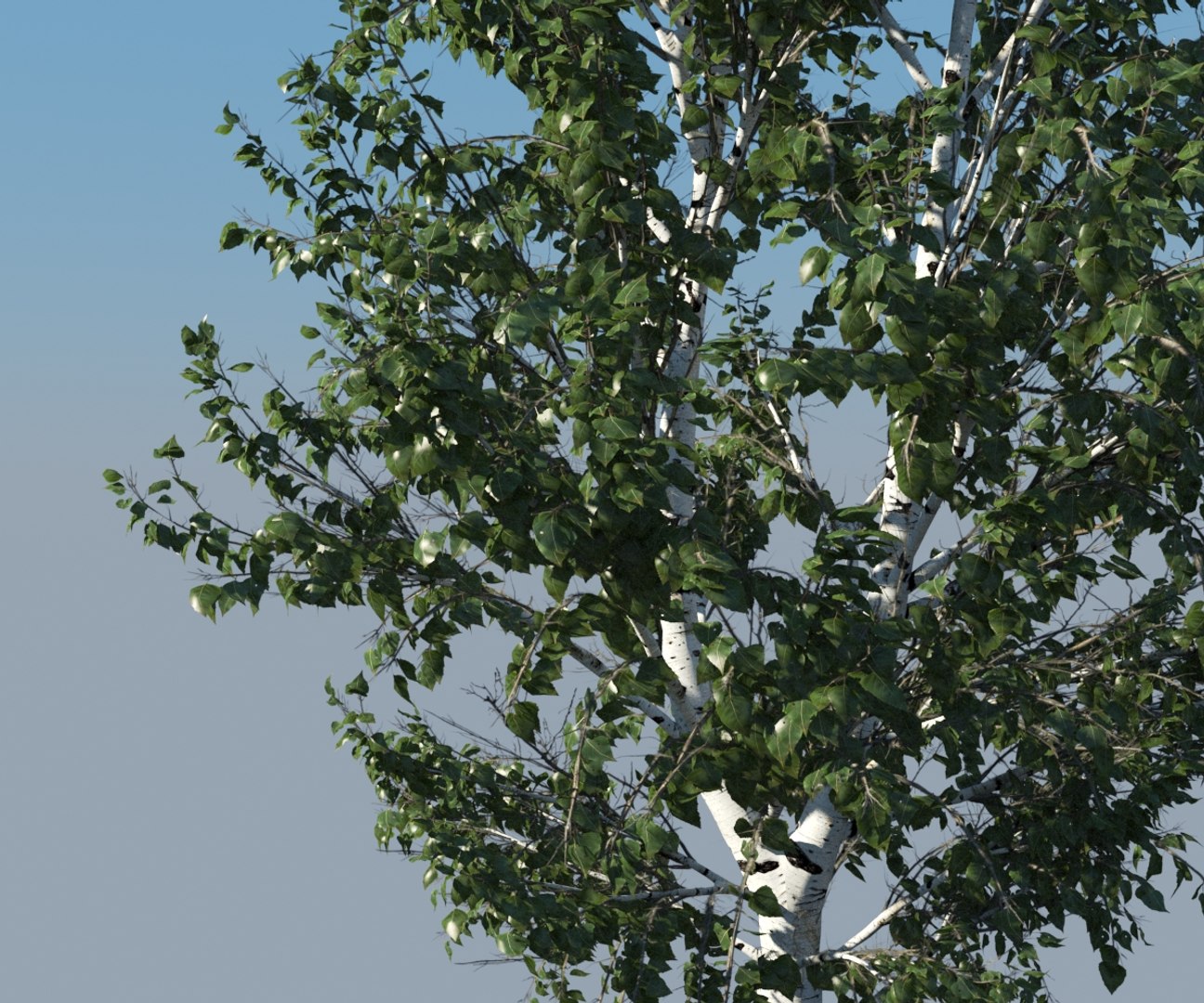 Birch Tree Animation Wind Max