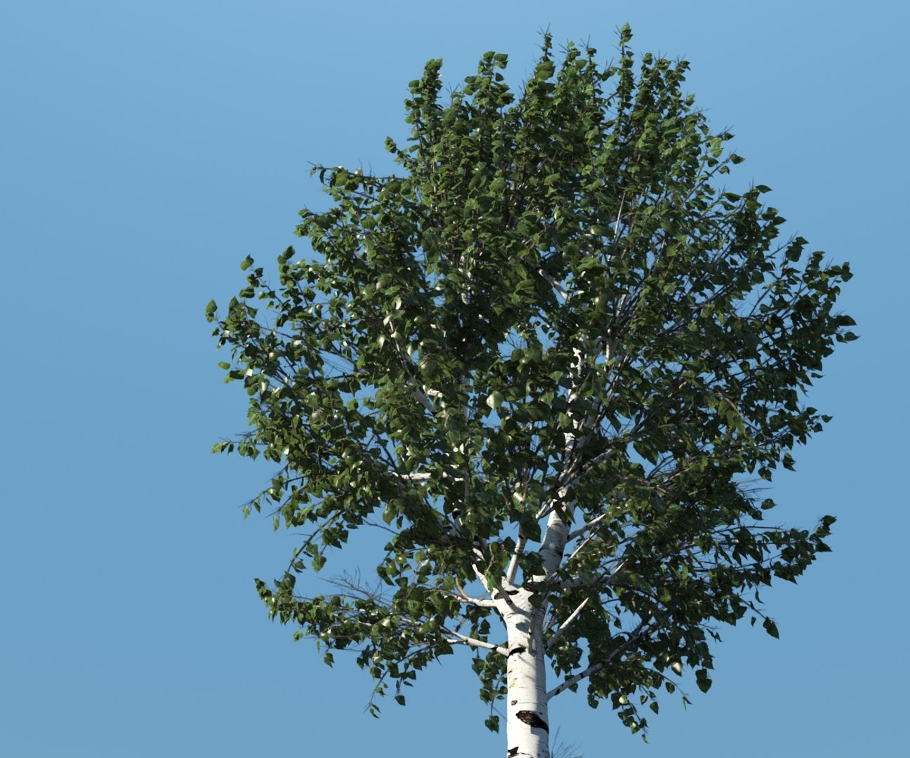 Birch Tree Animation Wind Max