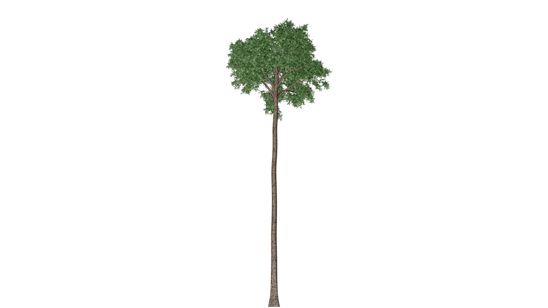 3D Flooded Gum Tree - 04 - - TurboSquid 2375880