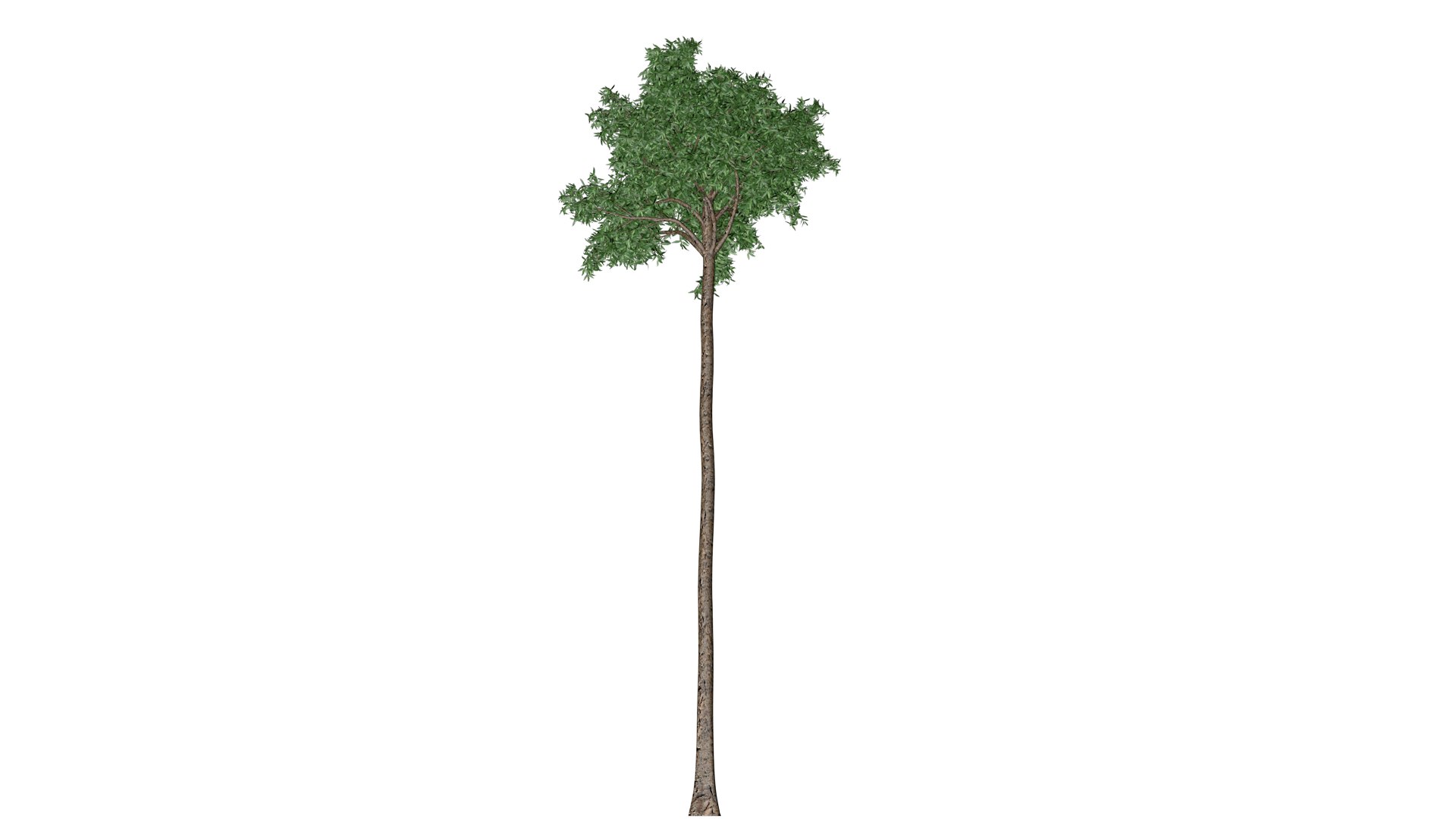 3D Flooded Gum Tree - 04 - - TurboSquid 2375880