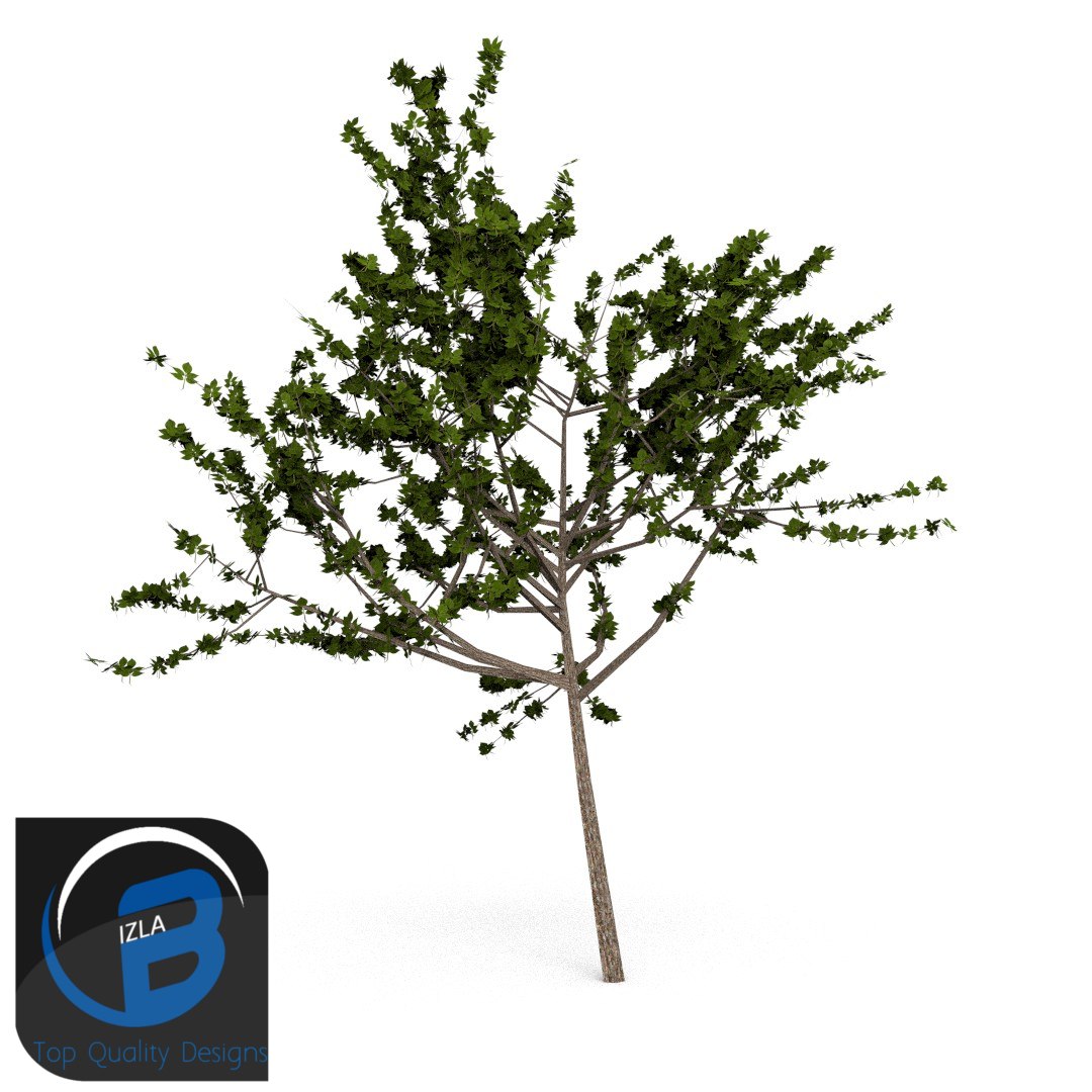 Tree Leaf Obj