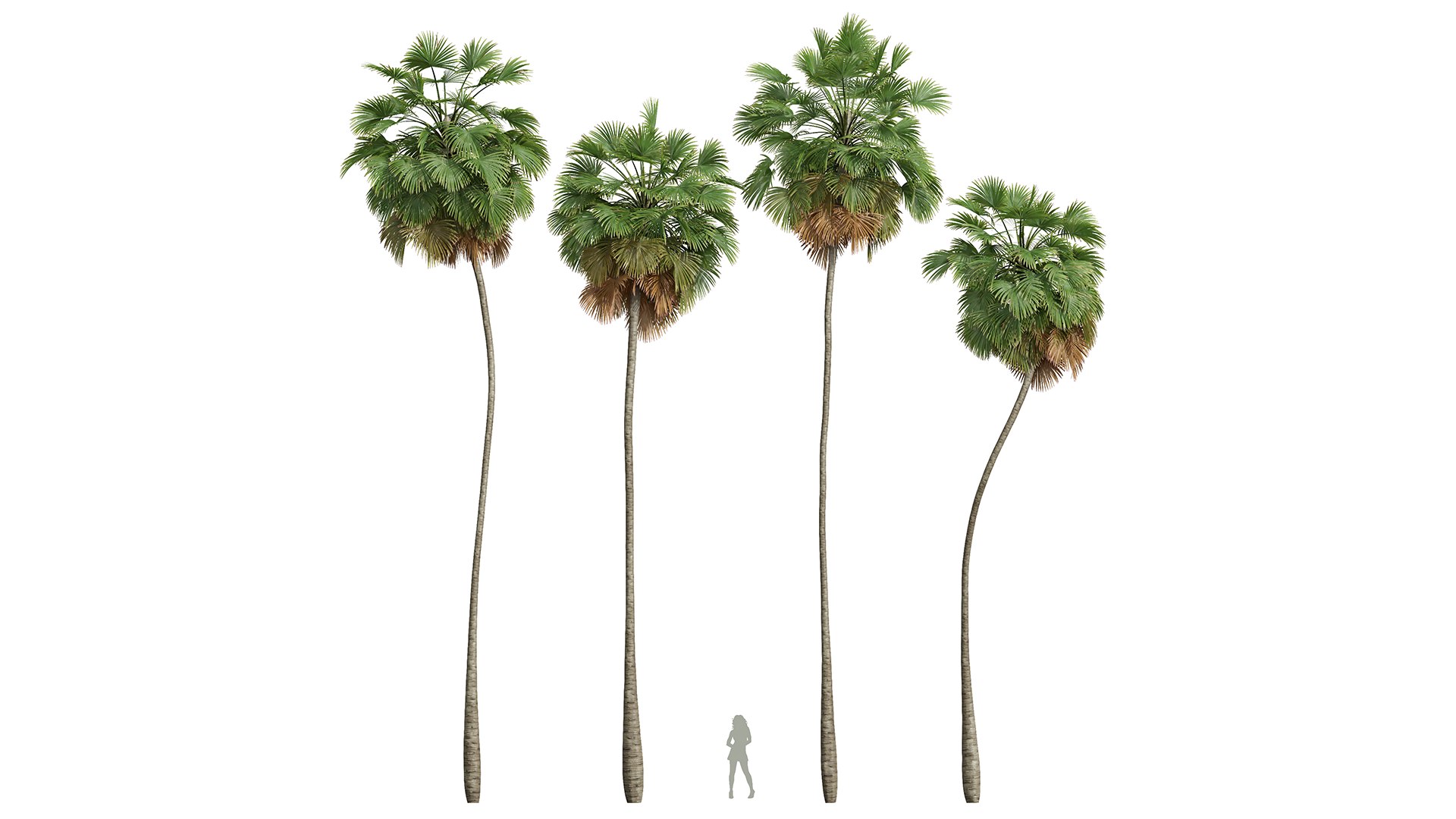 New Plant High Detail Borassus Flabellifer 3D - TurboSquid 2181356