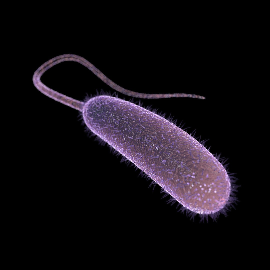 Microbes micro bacteria cells 3D model - TurboSquid 1626080