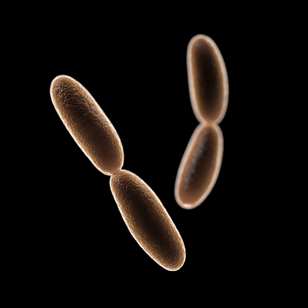 Microbes Micro Bacteria Cells 3D Model - TurboSquid 1626080