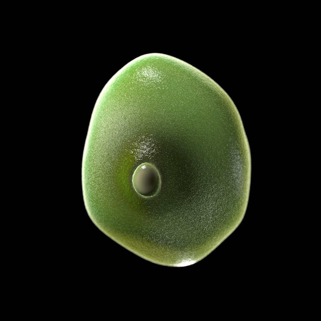 Microbes Micro Bacteria Cells 3D Model - TurboSquid 1626080