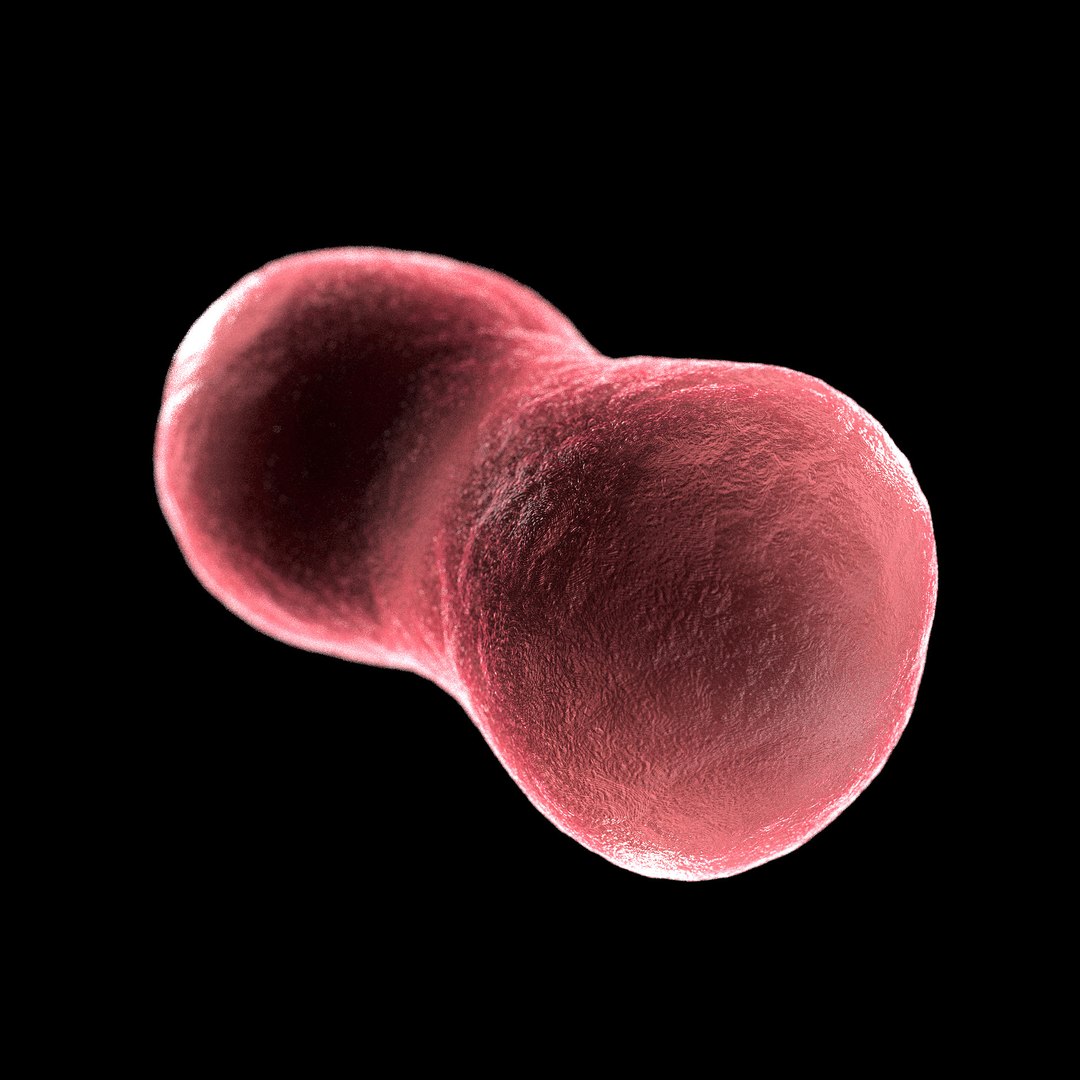 Microbes Micro Bacteria Cells 3D Model - TurboSquid 1626080