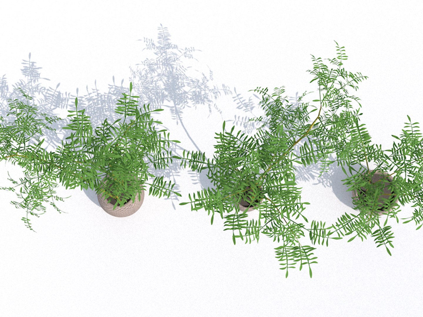 Bamboo Bushes 3d C4d