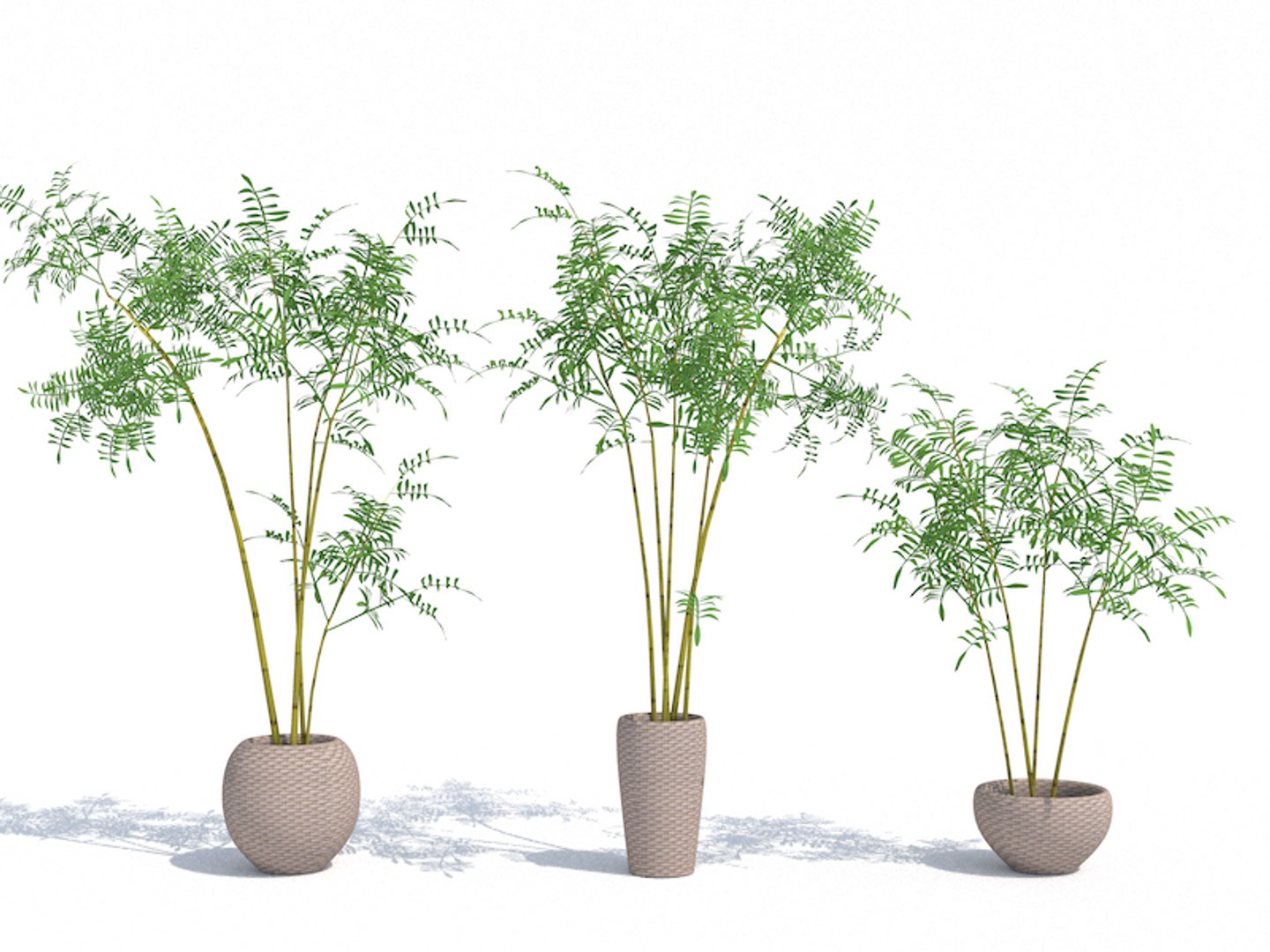 Bamboo Bushes 3d C4d