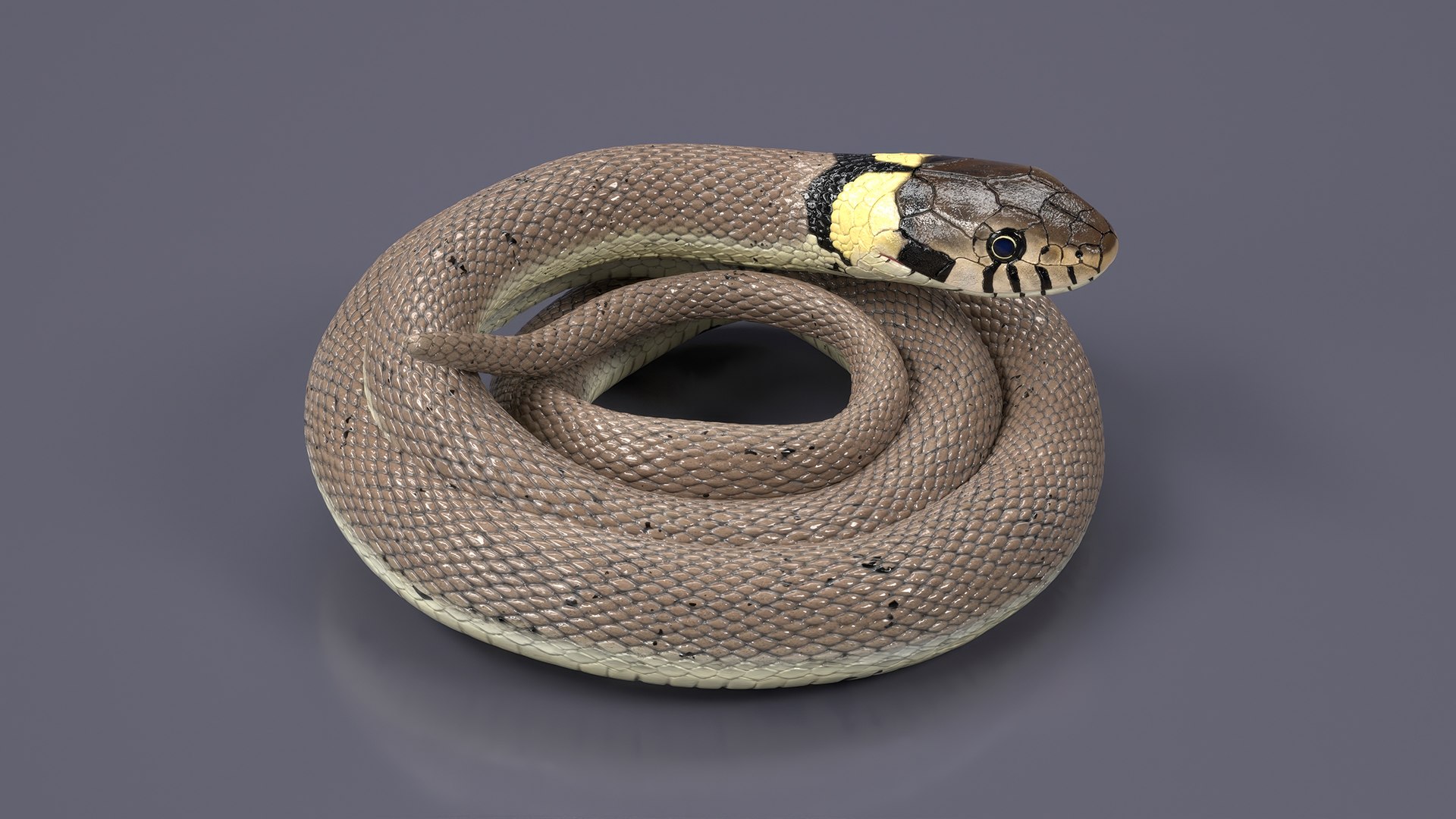 Ringed Snake Coiled 3D Model - TurboSquid 2247562