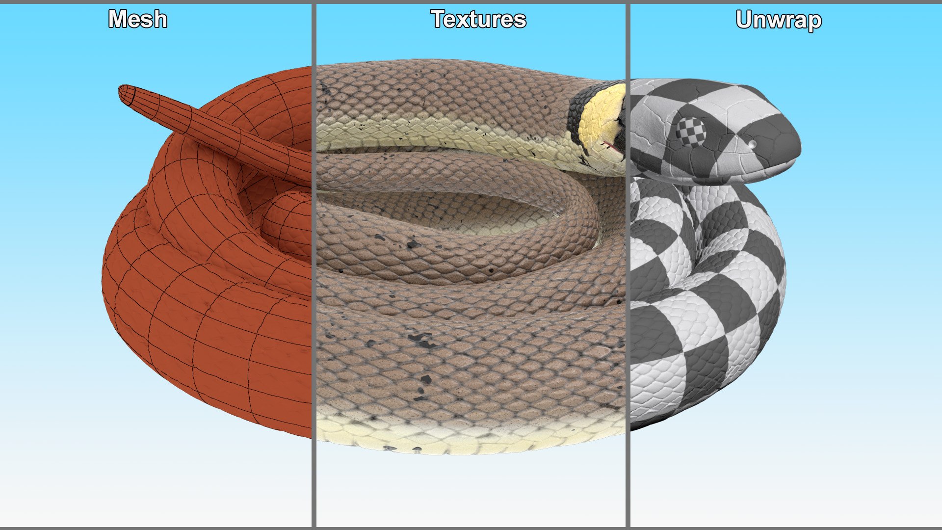 Ringed Snake Coiled 3D Model - TurboSquid 2247562