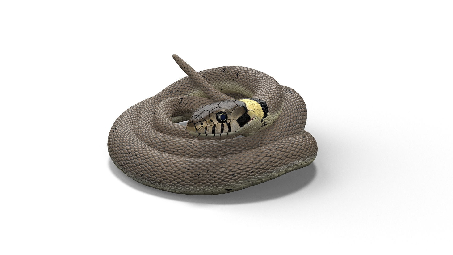Ringed Snake Coiled 3D Model - TurboSquid 2247562